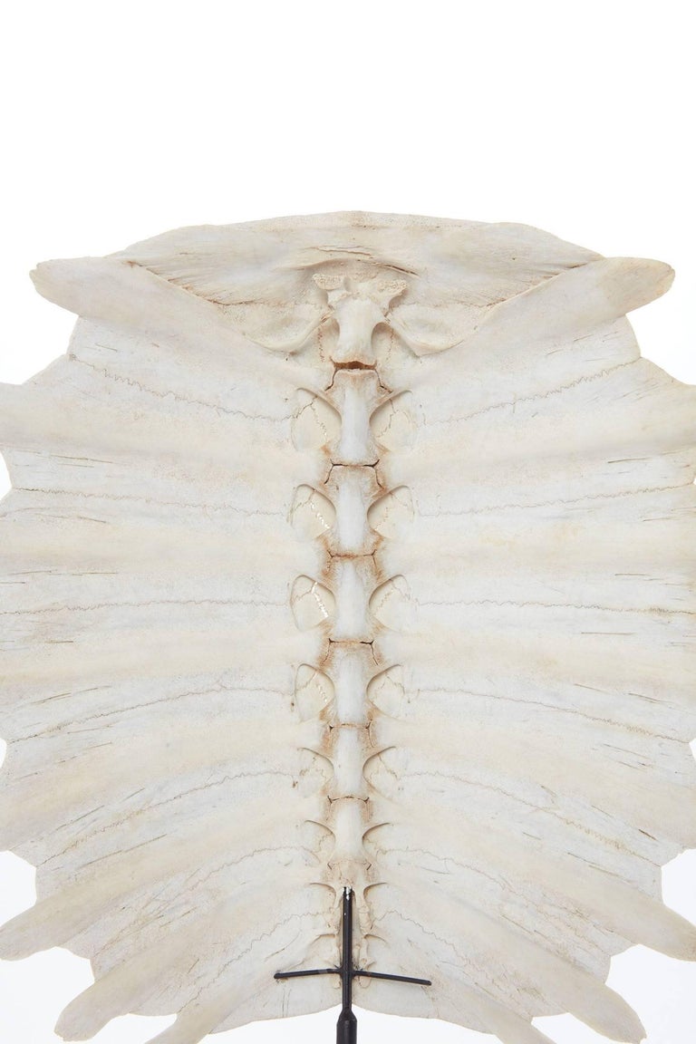 20th Century Mounted Turtle Shell "Skeletons" at 1stDibs