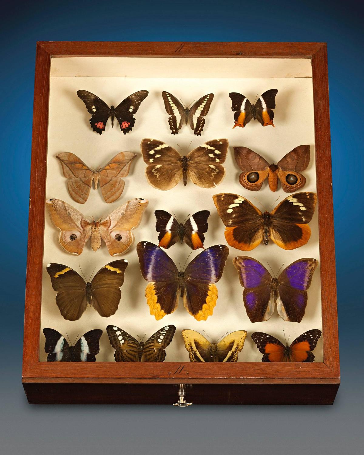 Mahogany Butterfly Cabinet For Sale at 1stdibs