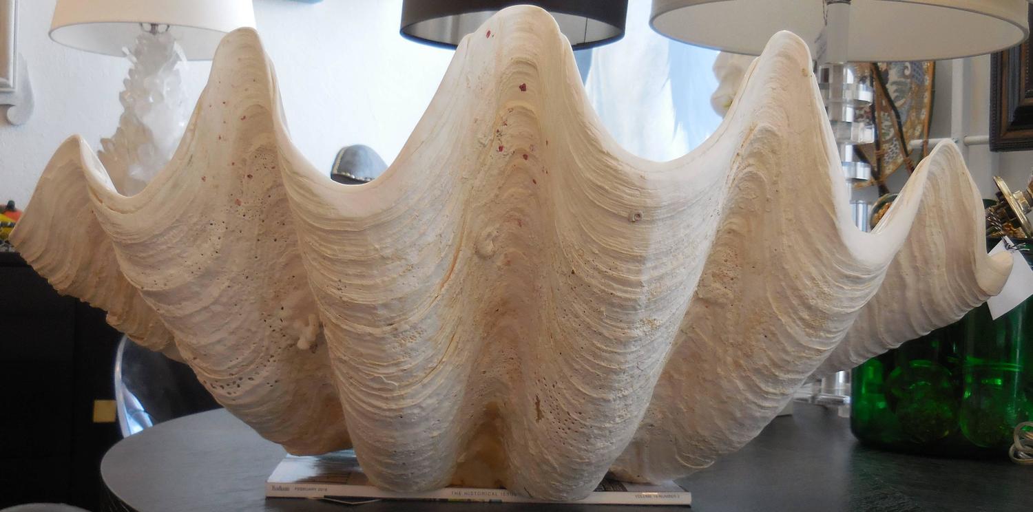 Large Natural Sink Clam Shell at 1stdibs