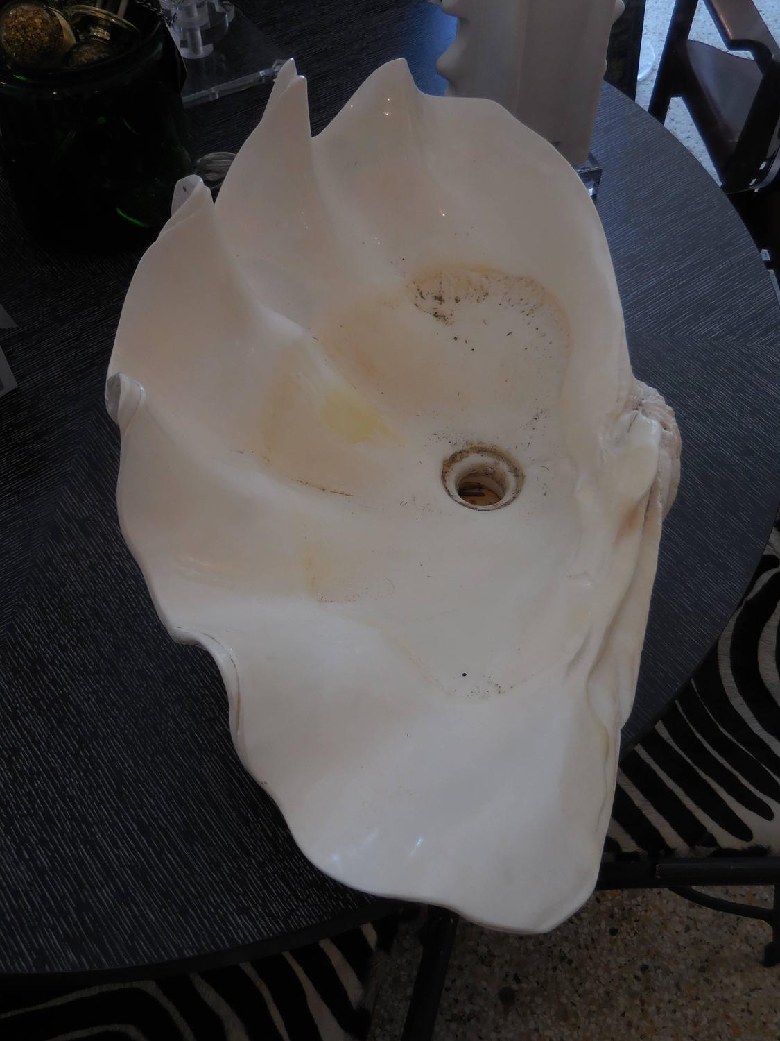 Large Natural Sink Clam Shell at 1stdibs