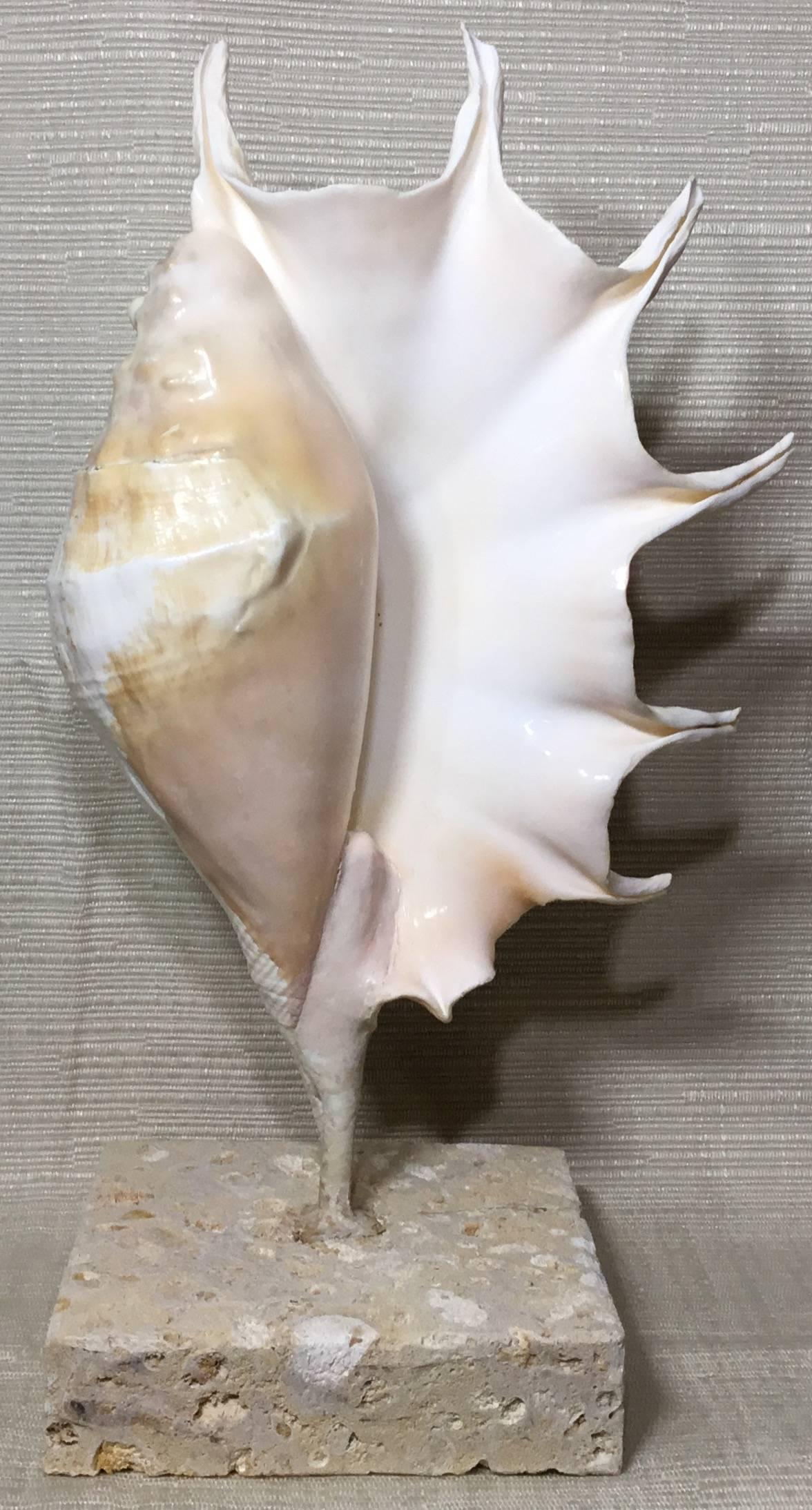 Mounted Natural Sea Shell at 1stDibs