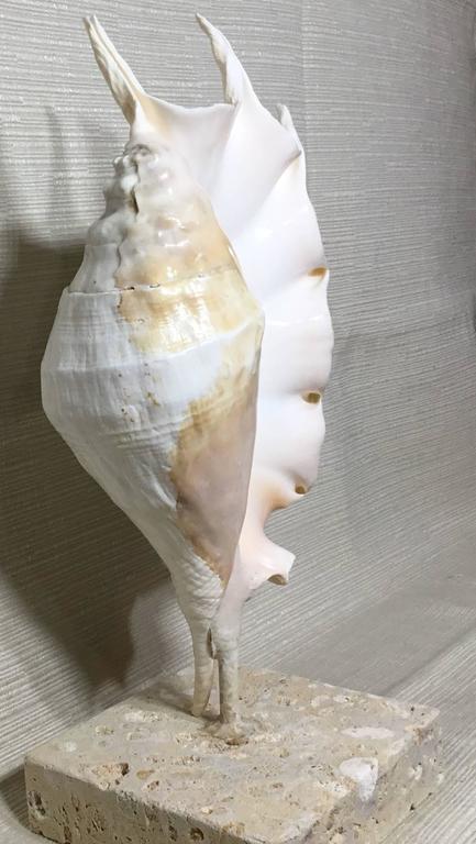 Mounted Natural Sea Shell at 1stDibs