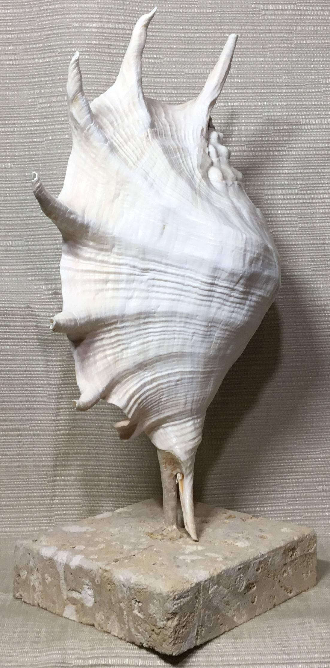 Mounted Natural Sea Shell at 1stDibs