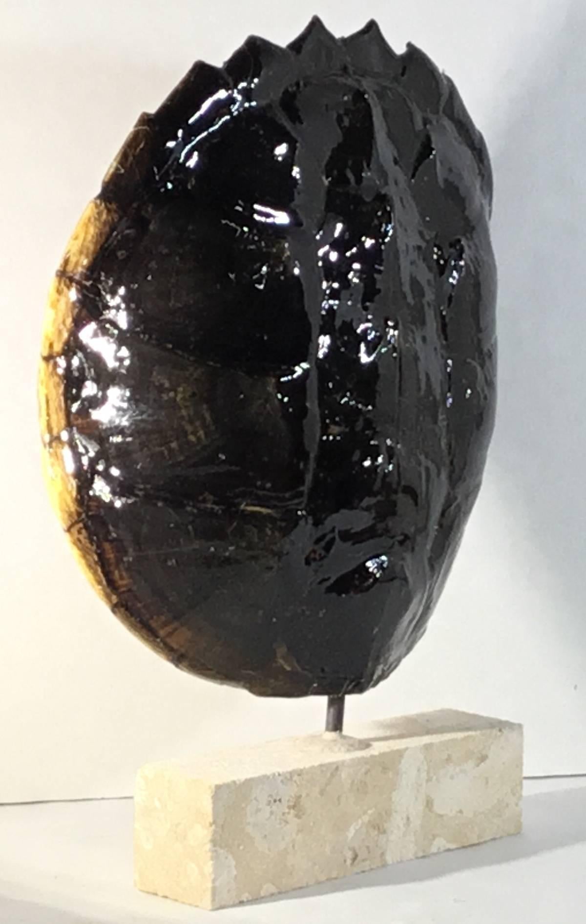 Genuine American Frashwater Turtle Shell at 1stDibs