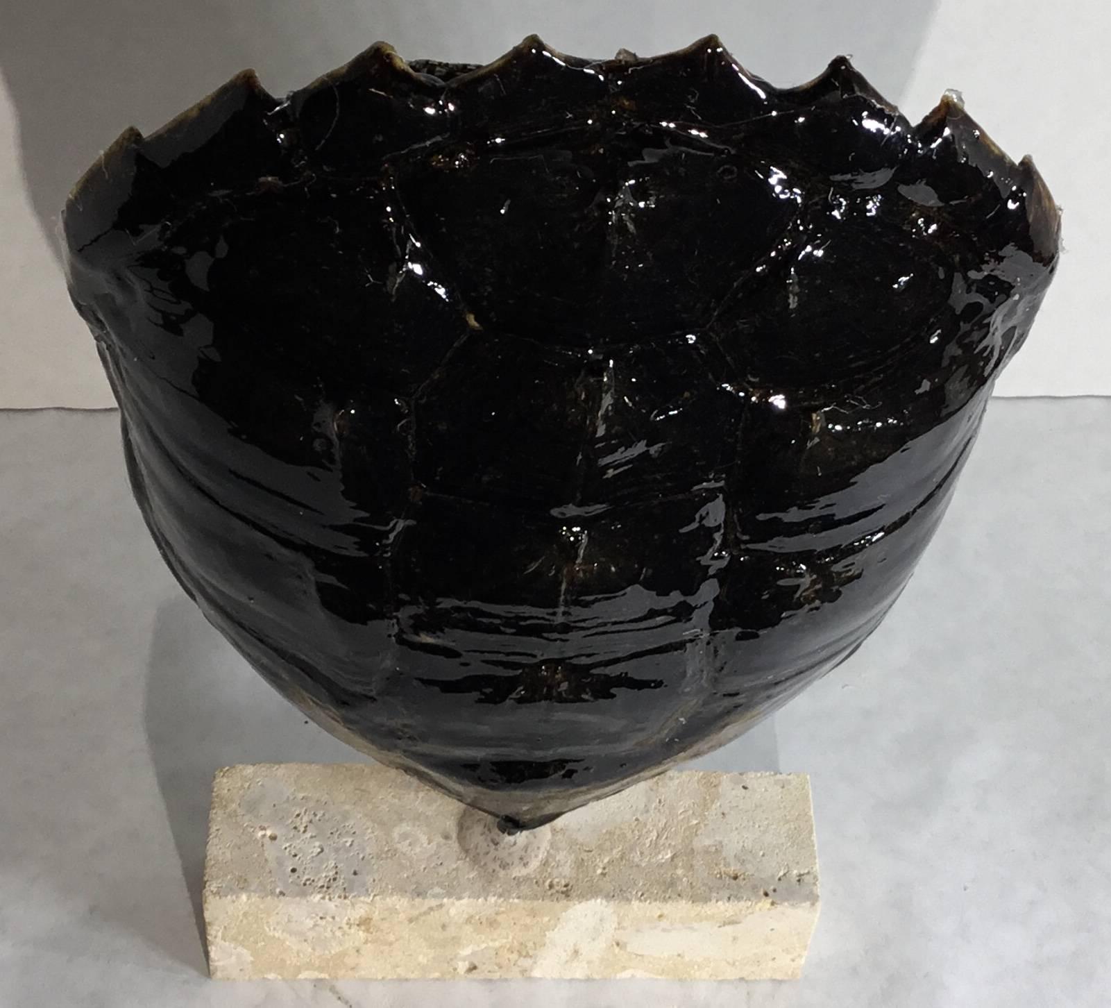 Genuine American Frashwater Turtle Shell at 1stDibs