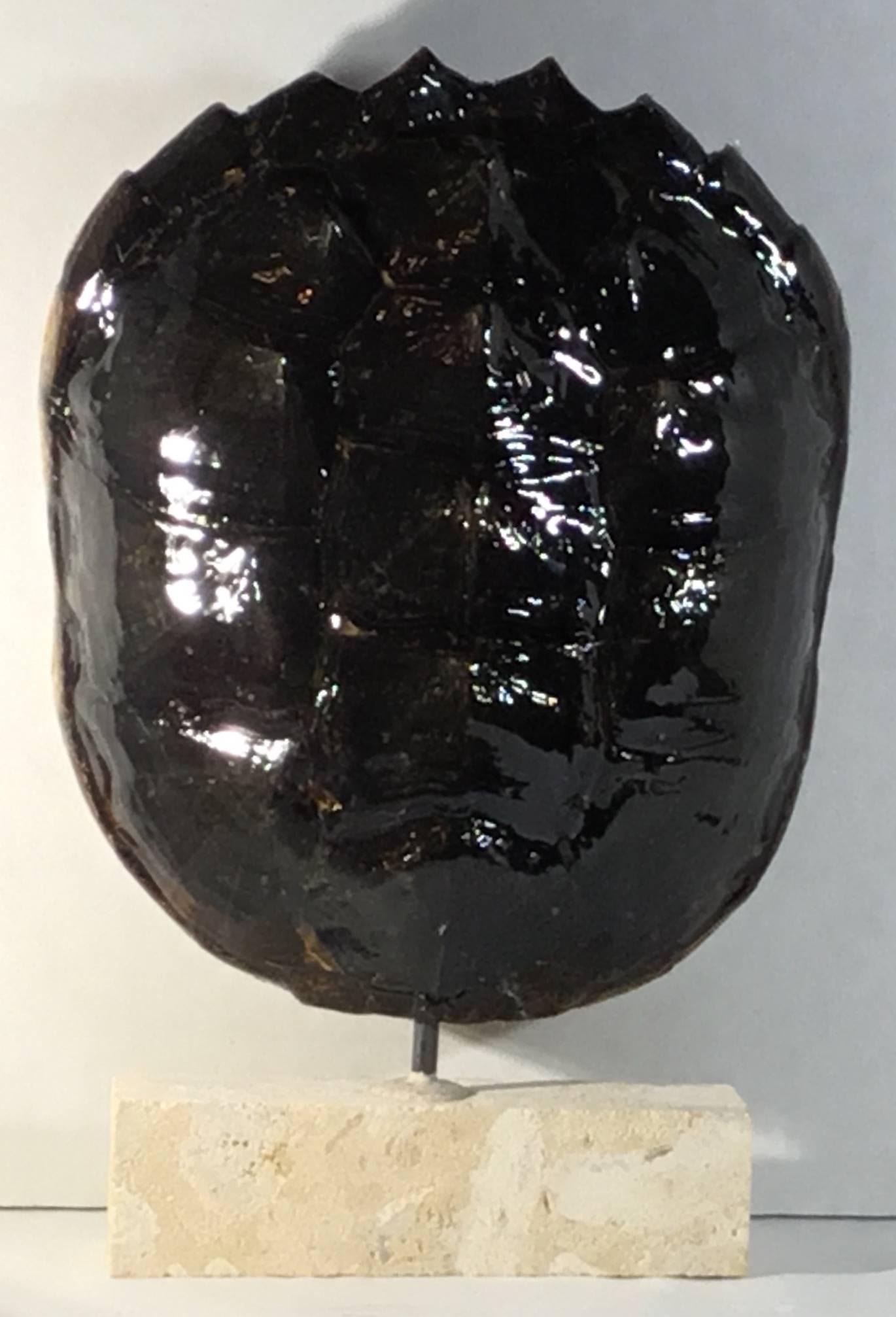 Genuine American Frashwater Turtle Shell at 1stDibs