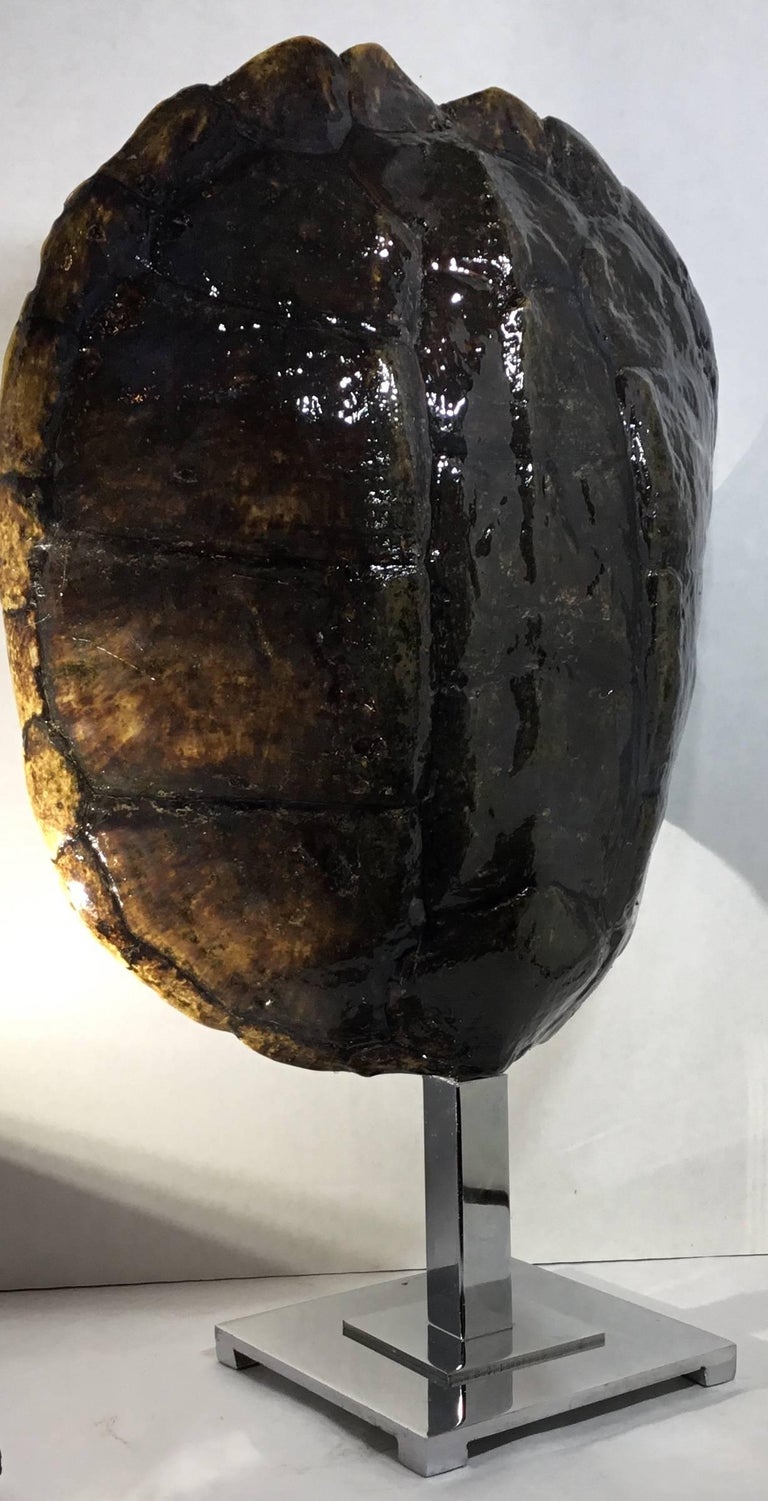 Large Genuine Amricam Frash Water Turtle Shell at 1stDibs