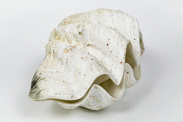 Complete Giant Tridacna Gigas Clam Shell at 1stDibs | tridacna gigas ...