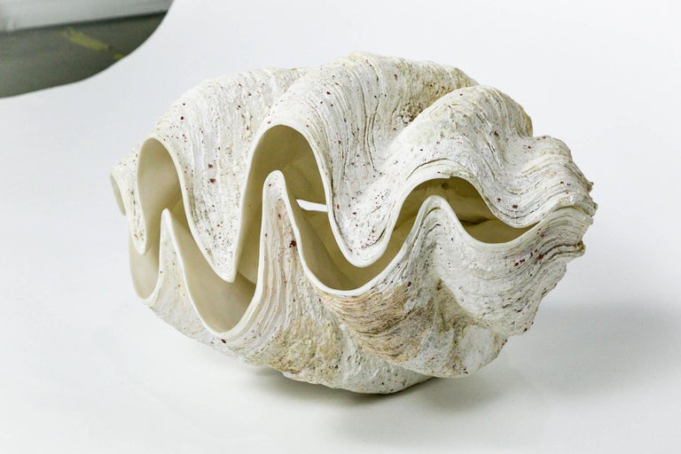 Complete Giant Tridacna Gigas Clam Shell at 1stDibs | tridacna gigas ...