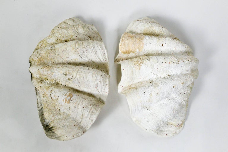 Complete Giant Tridacna Gigas Clam Shell at 1stDibs | tridacna gigas ...