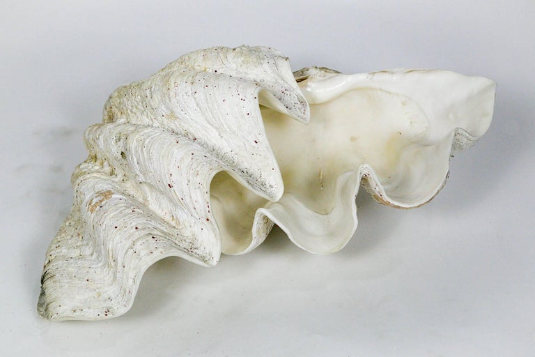 Complete Giant Tridacna Gigas Clam Shell at 1stDibs | tridacna gigas ...