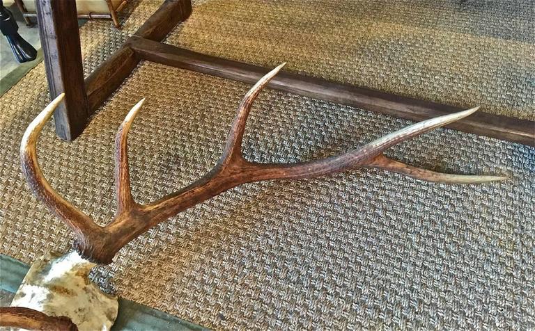 Vintage Ten Point Elk Antlers For Sale at 1stDibs | 10 point elk