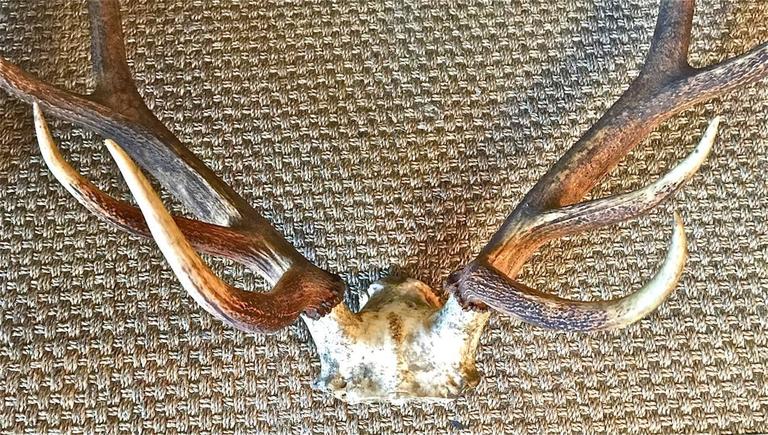 Vintage Ten Point Elk Antlers For Sale at 1stDibs | 10 point elk
