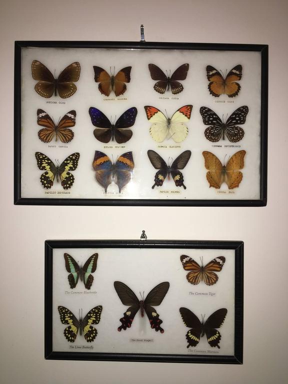 Real Butterfly Specimen Wall Hanging Sculpture, Pair For Sale at 1stDibs