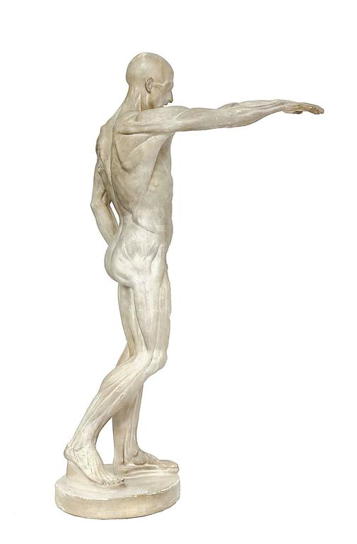 Anatomical Flayed Cast of Plaster Depicting a Standing Man with Lifted ...