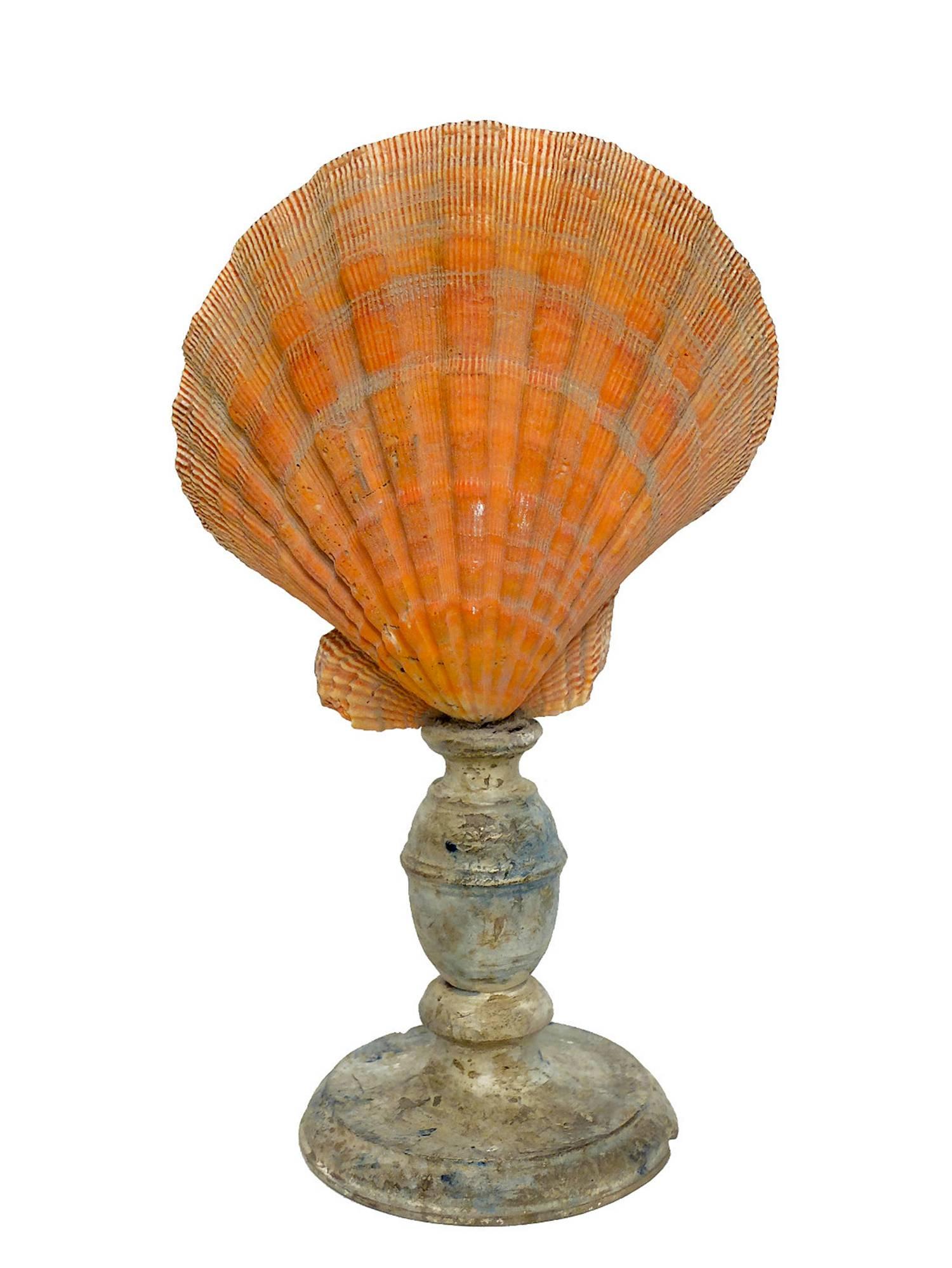 Wunderkammer Natural Specimen Pair of Mediterranean Shells by ...