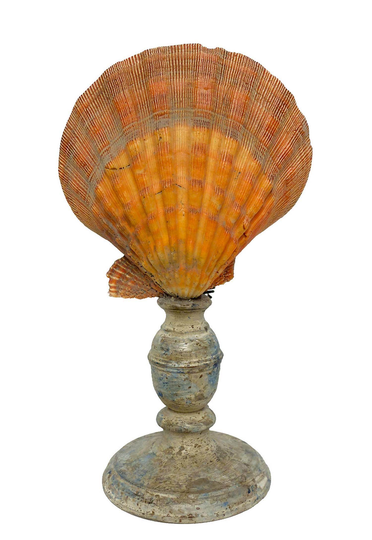 Wunderkammer Natural Specimen Pair of Mediterranean Shells by ...