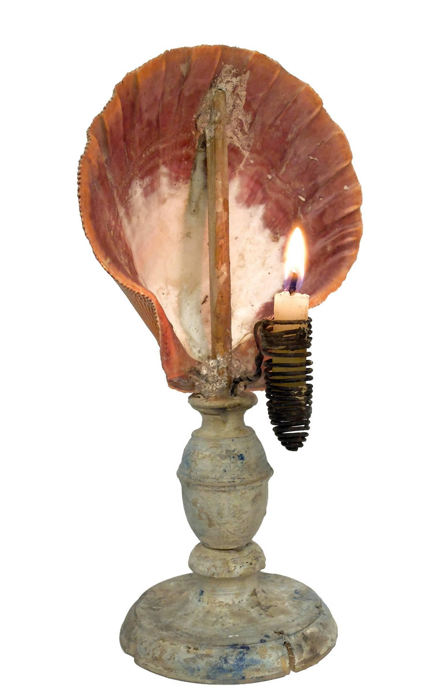 Wunderkammer Natural Specimen Pair of Mediterranean Shells by ...