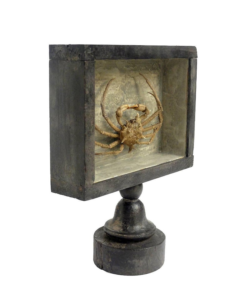 Rare Marine Natural Wunderkammer Specimen of a White Crab, Italy, circa ...