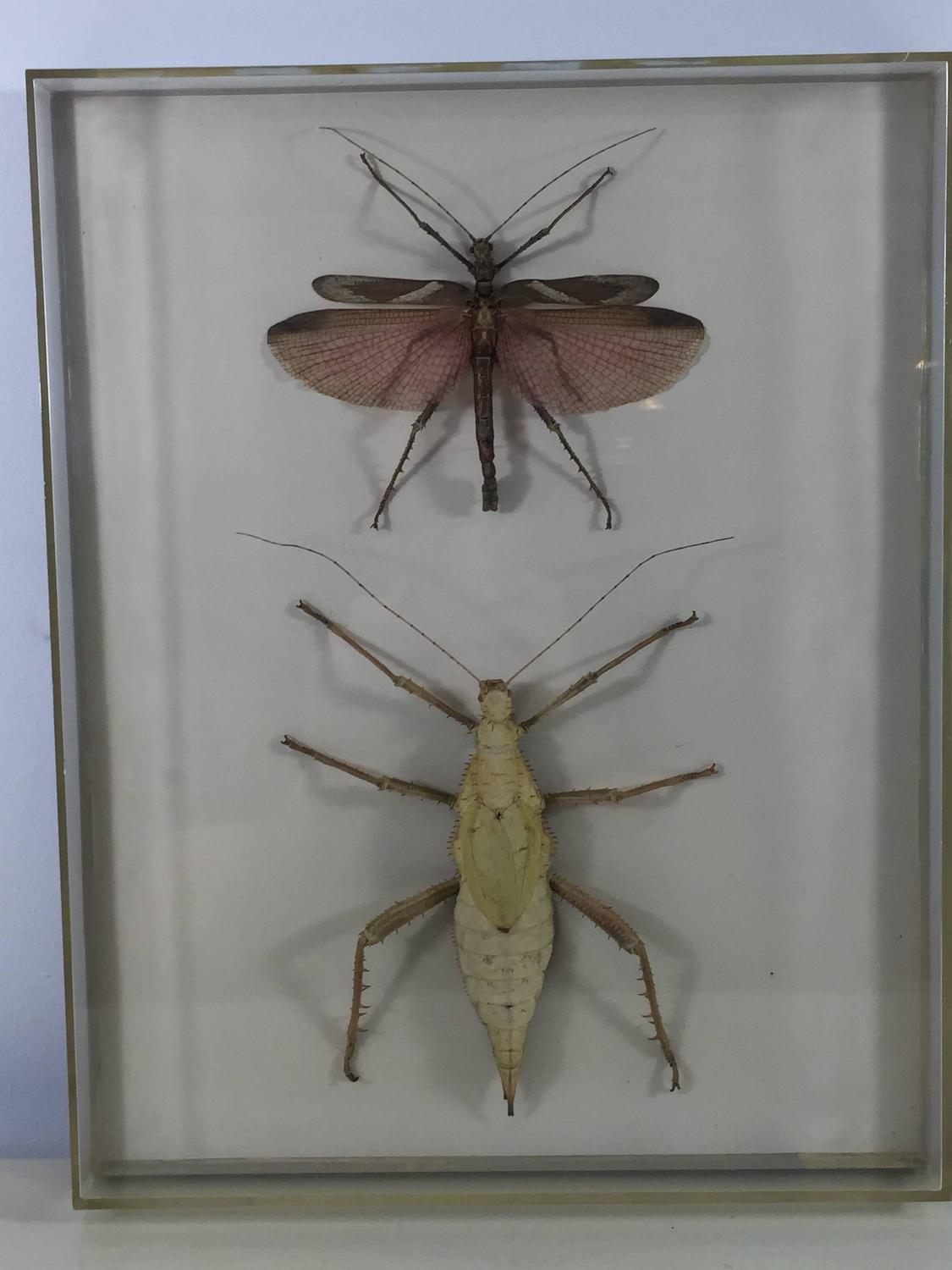 Two Museum Mounted Exotic Specimen Insects For Sale at 1stdibs