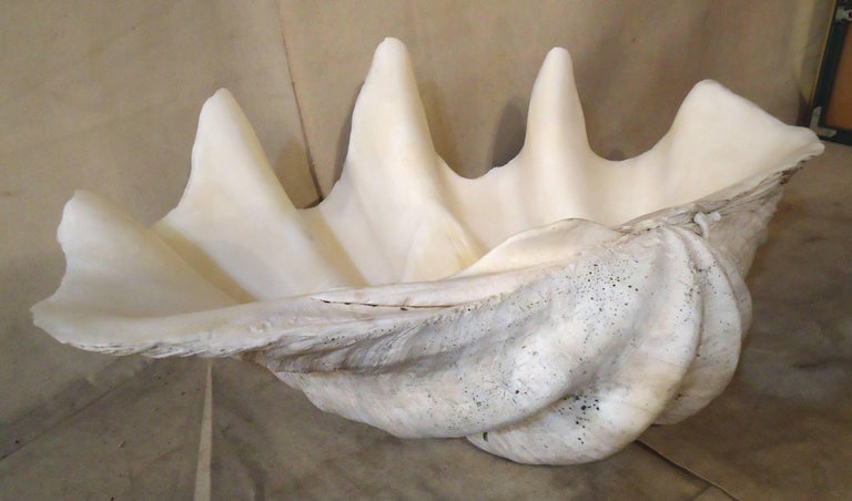 Large Decorative Sea Shell For Sale at 1stDibs
