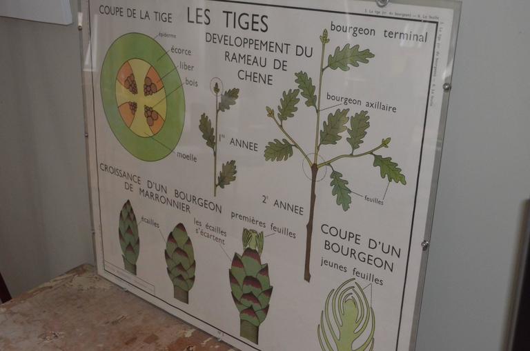 French Botany Chart, Two-Sided, in Clear Plexiglass at 1stDibs