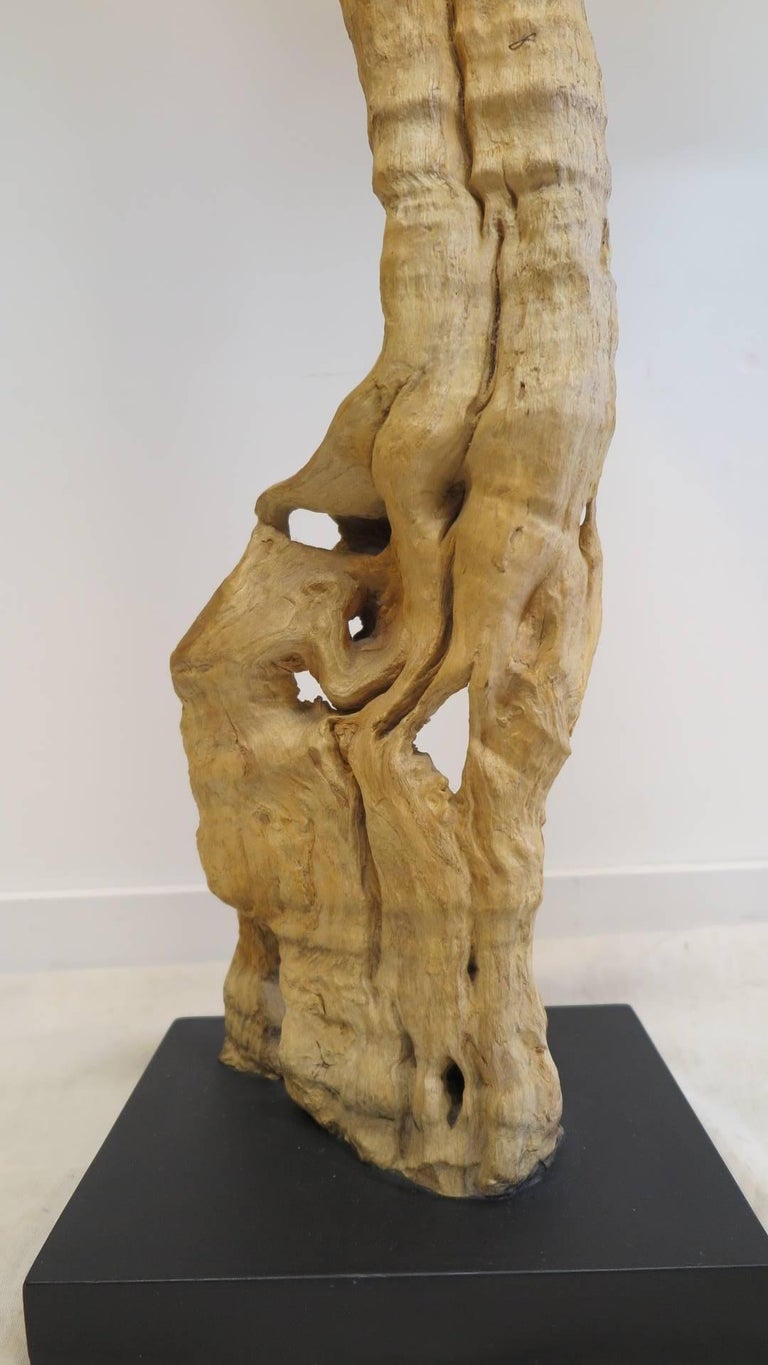 Natural Teak Wood Root Sculpture at 1stDibs