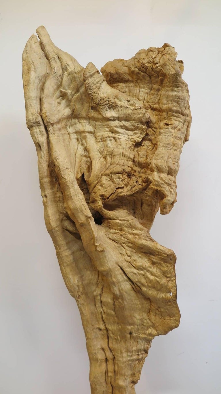 Natural Teak Wood Root Sculpture at 1stDibs | root sculpture modern ...
