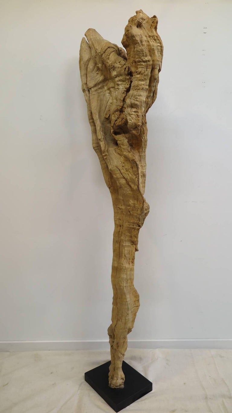 Natural Teak Wood Root Sculpture at 1stDibs