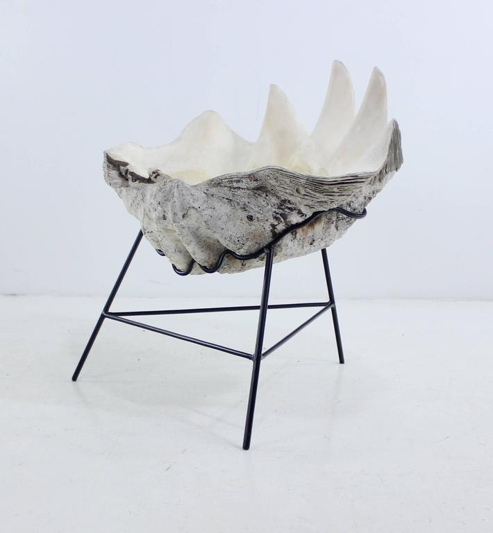 Giant Natural Tridacna Clam Shell on Custom-Made Wrought Iron Stand For ...