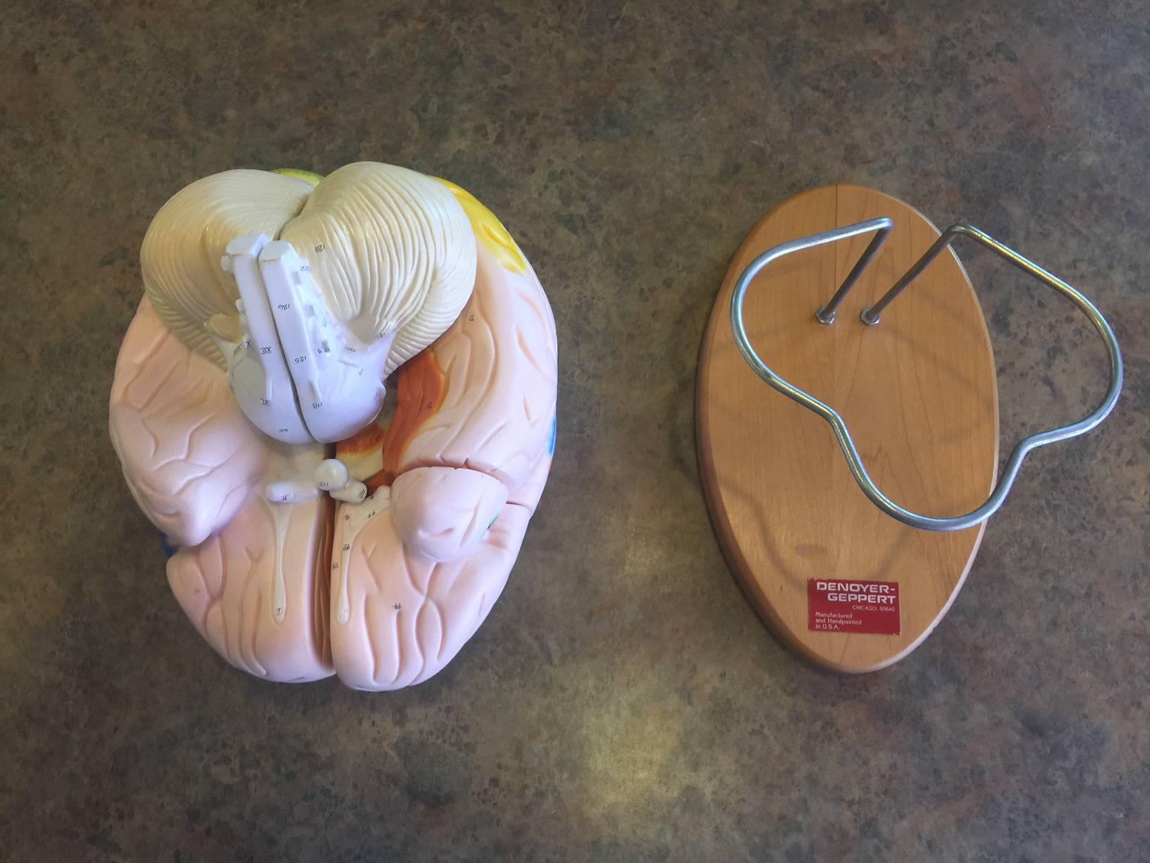 Vintage Hand-Painted Brain Model by Denoyer Geppert Model A72 Made in ...