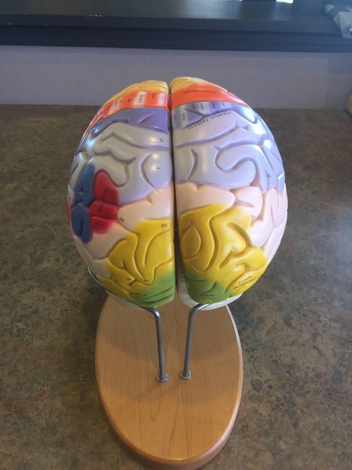 Vintage Hand-Painted Brain Model by Denoyer Geppert Model A72 Made in ...