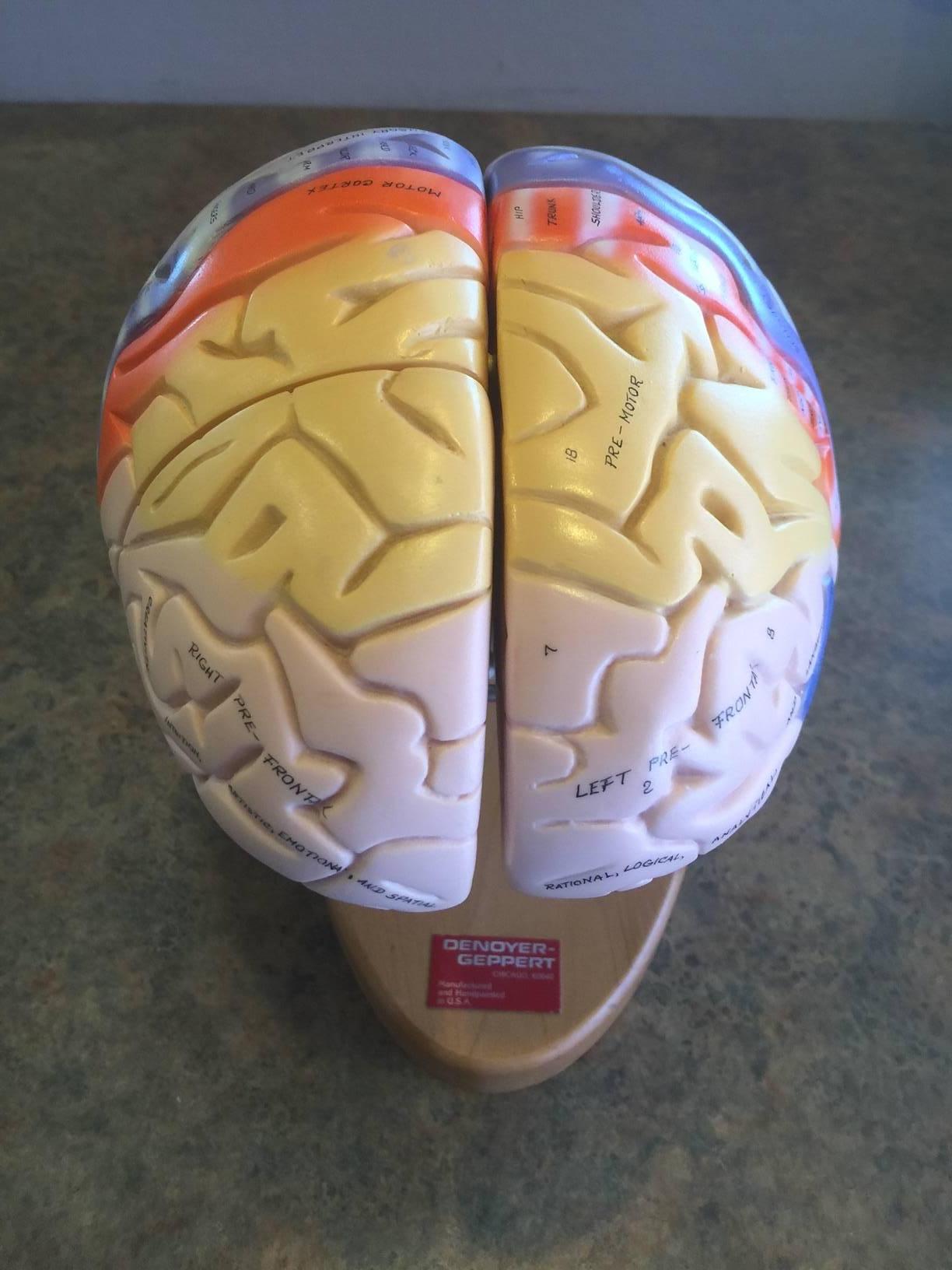 Vintage Hand-Painted Brain Model by Denoyer Geppert Model A72 Made in ...