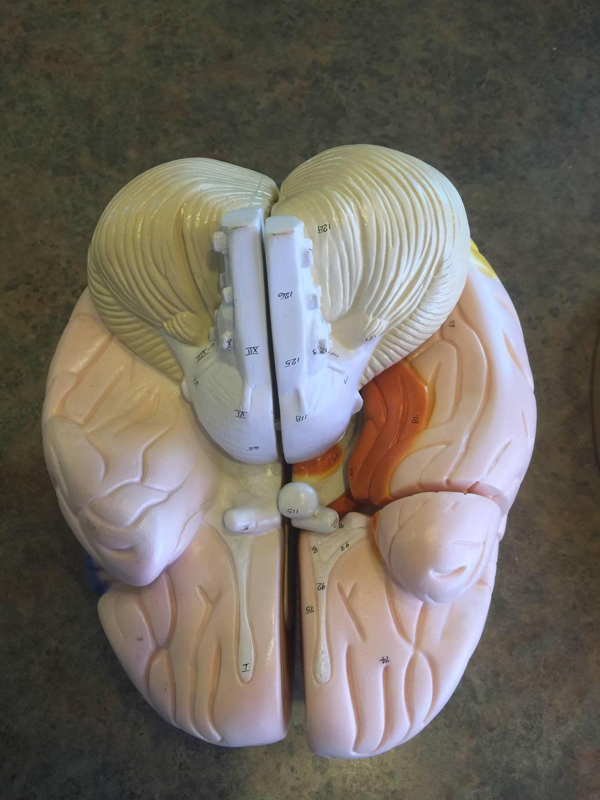 Vintage Hand-Painted Brain Model by Denoyer Geppert Model A72 Made in ...