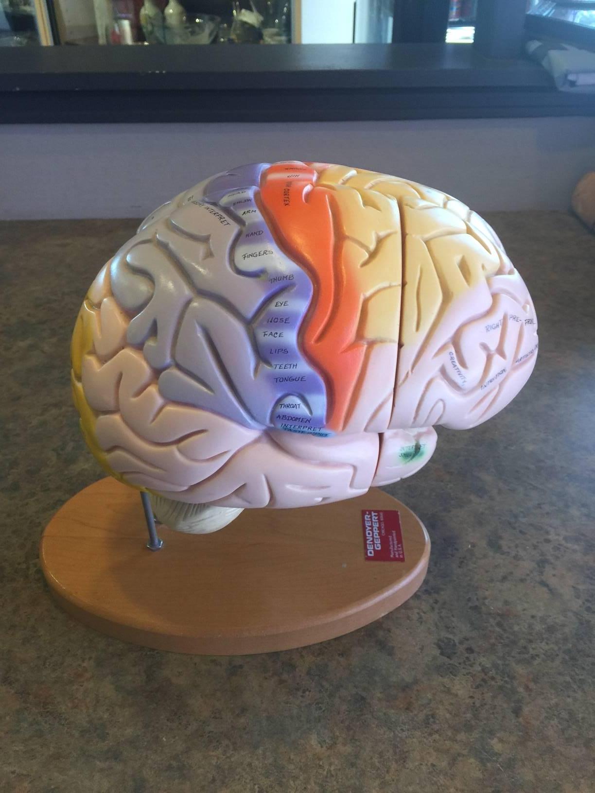 Vintage Hand-Painted Brain Model by Denoyer Geppert Model A72 Made in ...