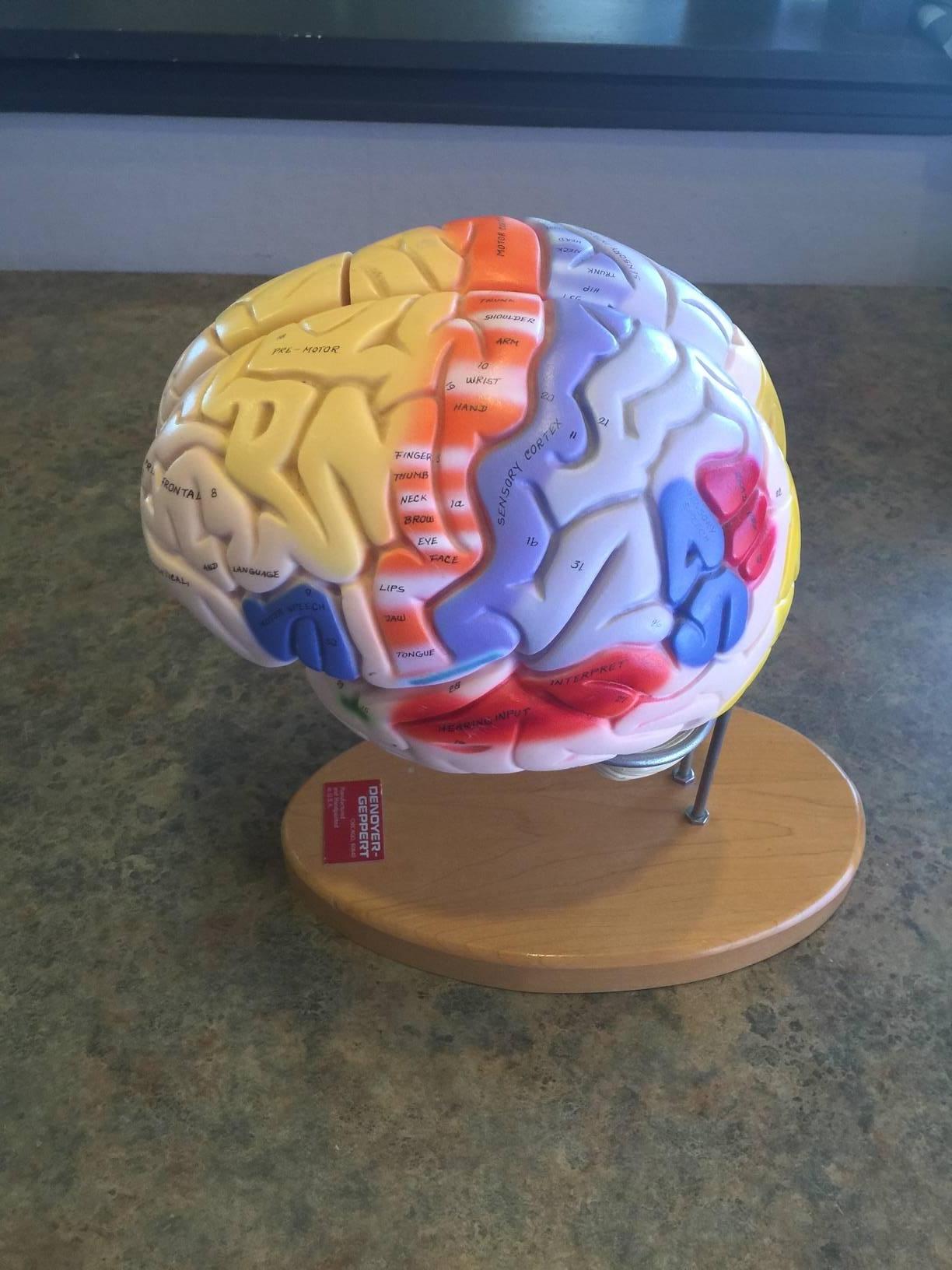 Vintage Hand-Painted Brain Model by Denoyer Geppert Model A72 Made in ...
