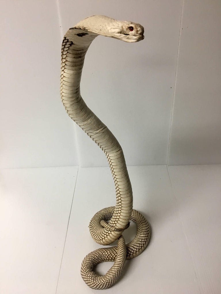 Authentic King Cobra / Snake Taxidermy Sculpture Vintage Rare at 1stDibs