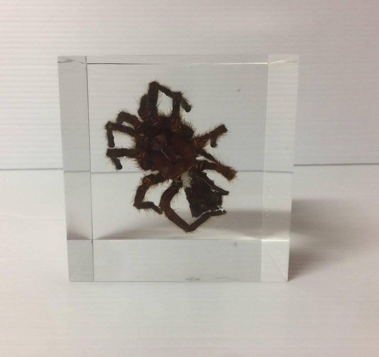 Tarantula Spider in Lucite Cube Paperweight For Sale at 1stDibs