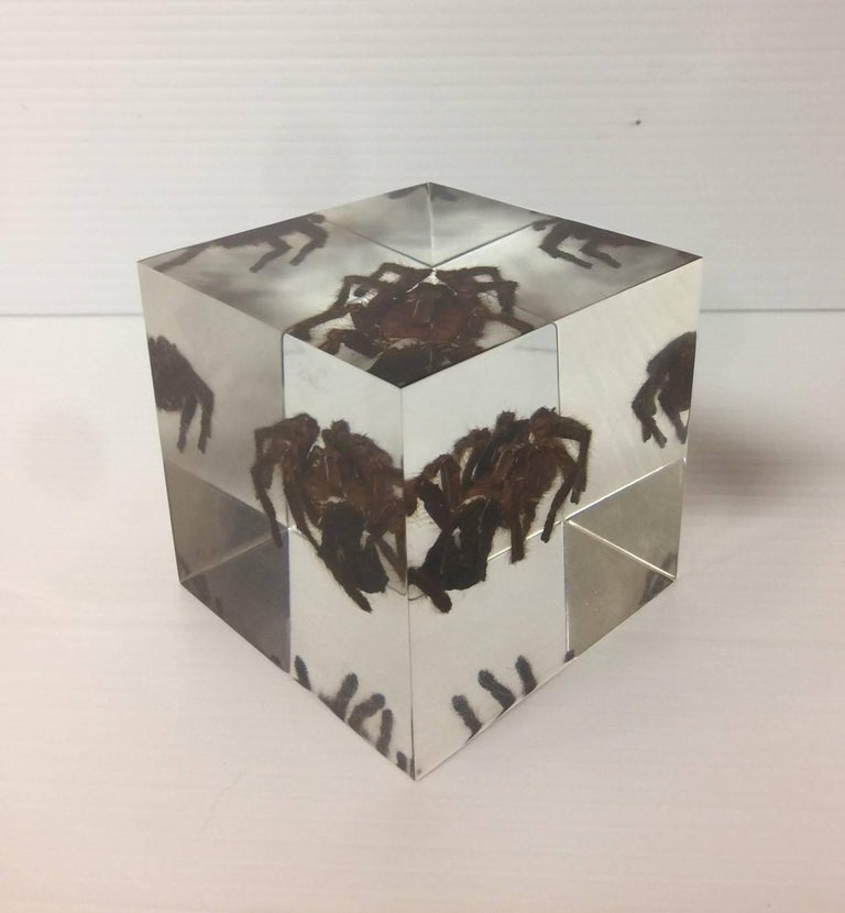 Tarantula Spider in Lucite Cube Paperweight For Sale at 1stDibs