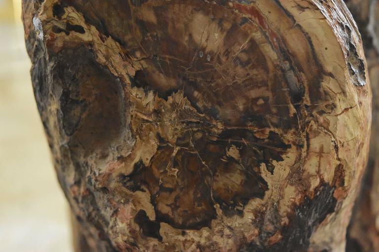 Early Fossilized Petrified Wood Stump from Madagascar, Africa at ...