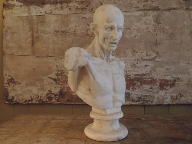 Academy Study of a Flayed Bust in Plaster French, circa 1900 at 1stDibs