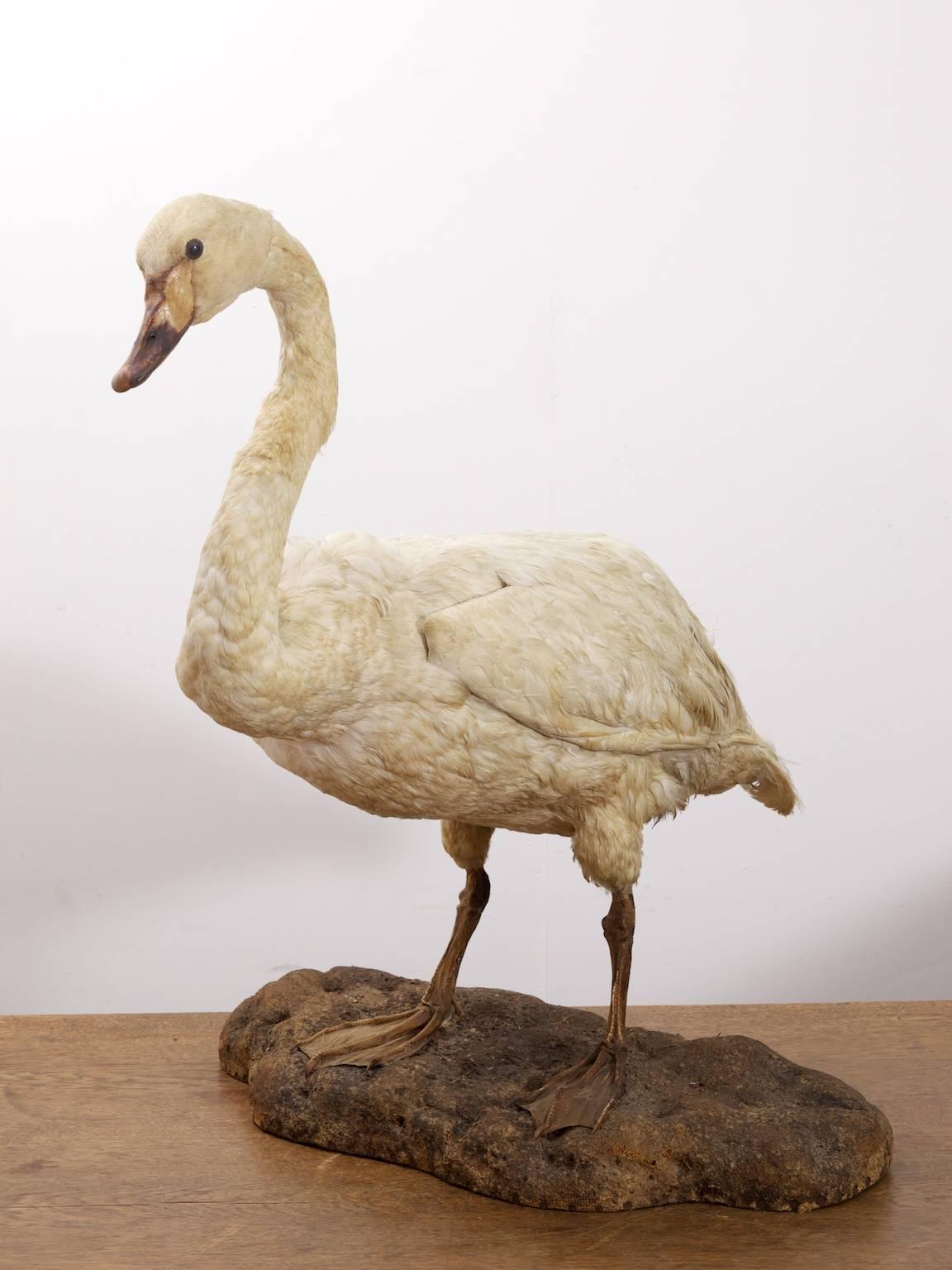 Taxidermy Swan For Sale at 1stDibs