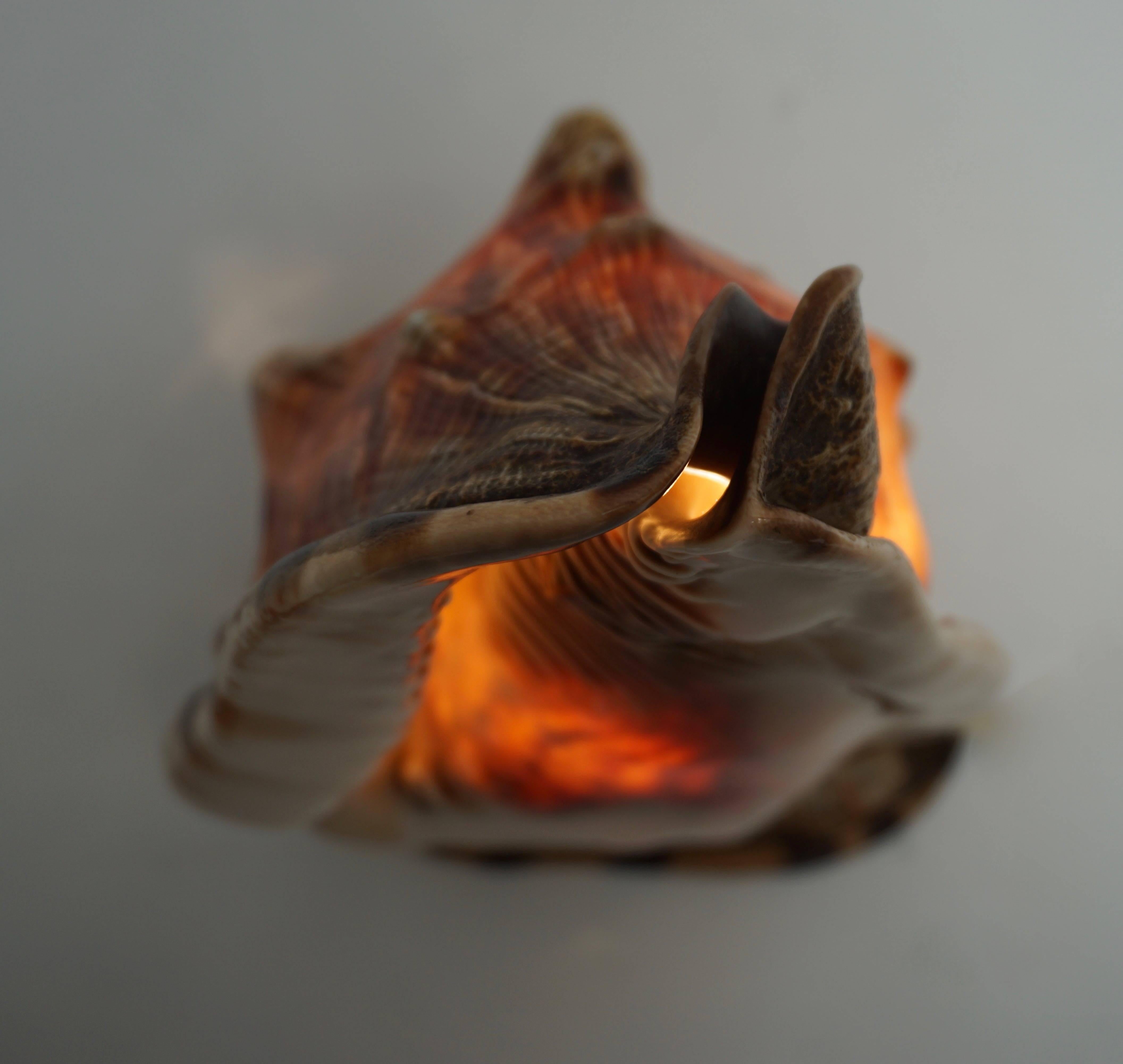 Shell Table Lamp at 1stDibs