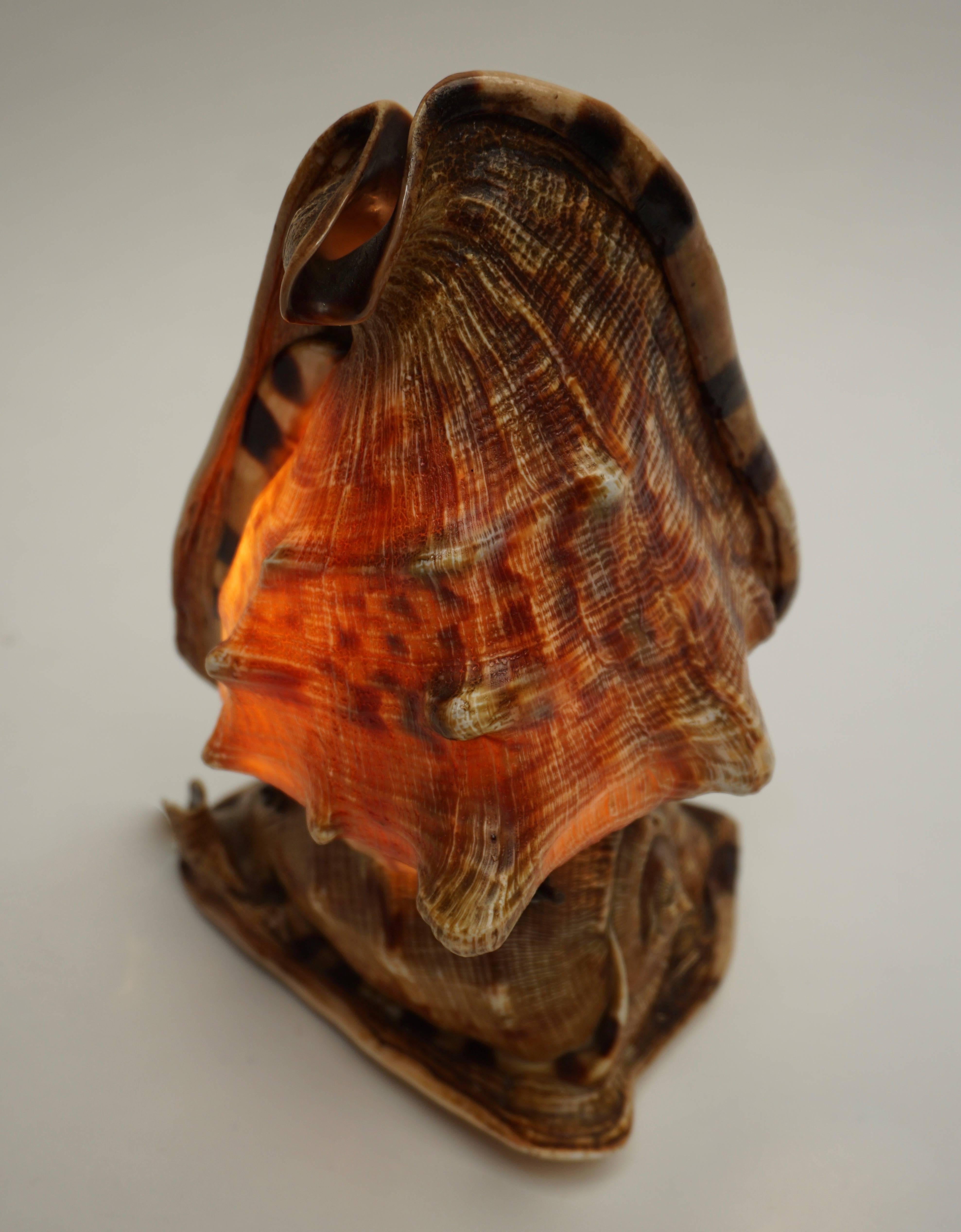 Shell Table Lamp at 1stDibs
