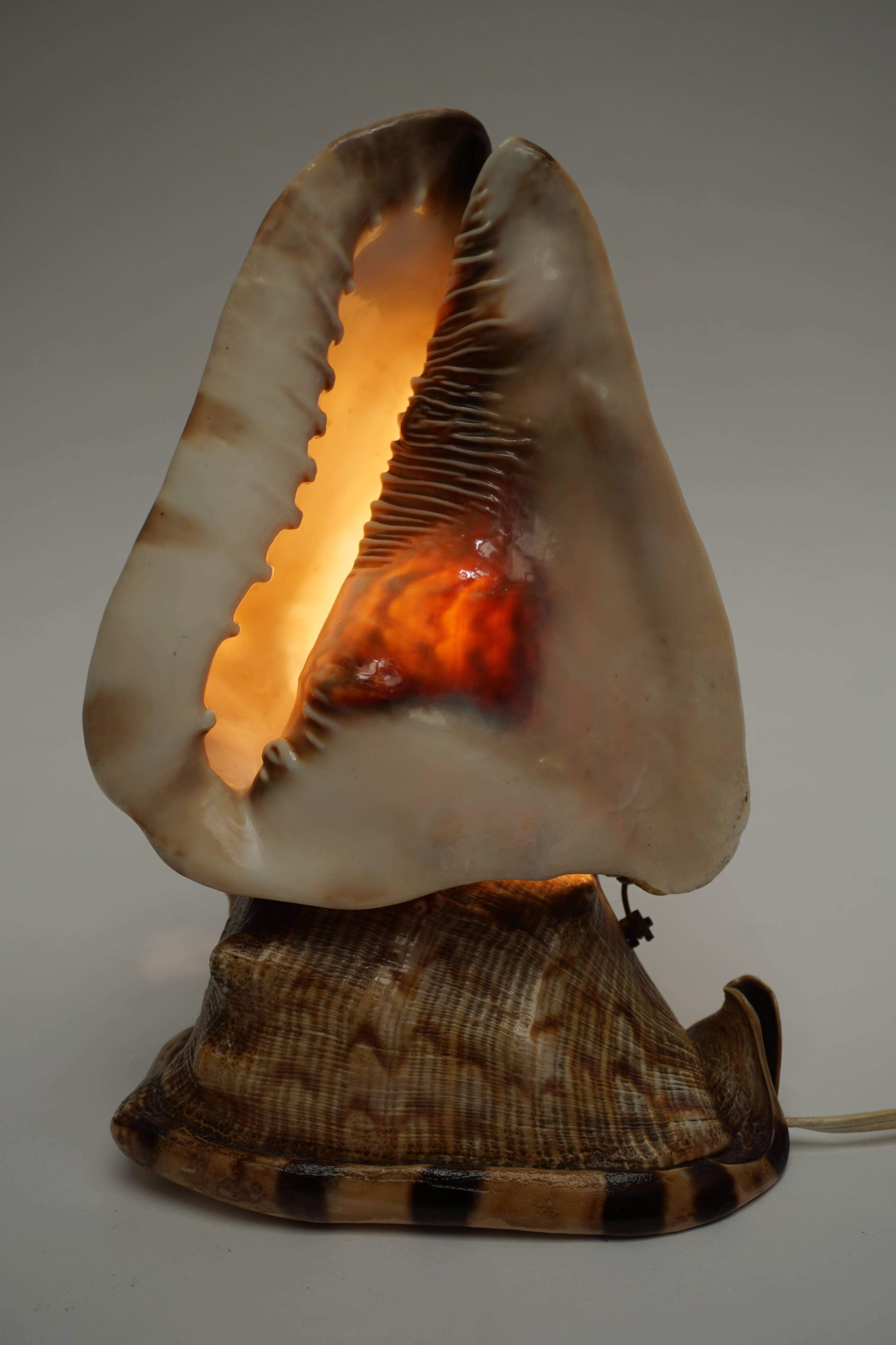 Shell Table Lamp at 1stDibs