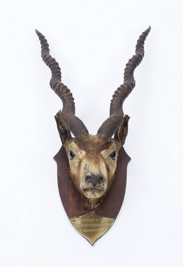 Trio of Antique Scottish Mounted Taxidermy Hunting Trophies, circa 1876 ...