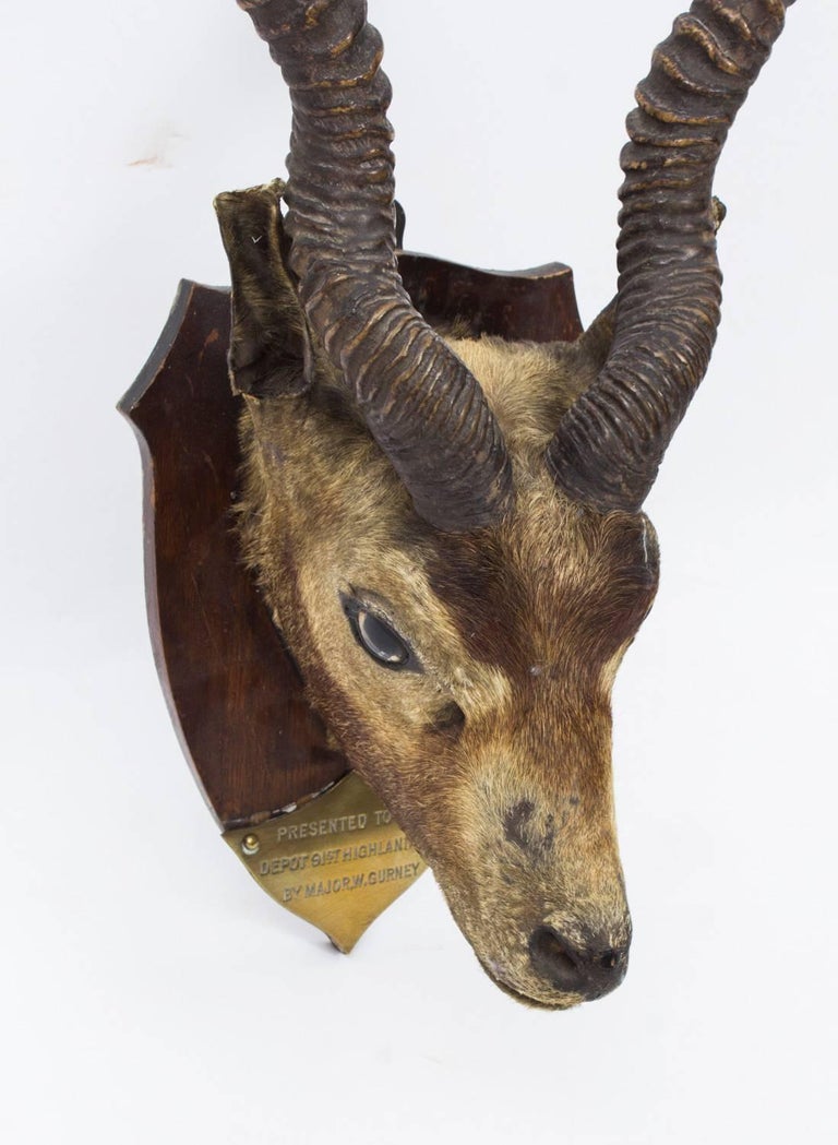 Trio of Antique Scottish Mounted Taxidermy Hunting Trophies, circa 1876 ...