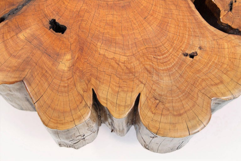 Cypress Tree-Trunk Coffee Table, circa 2000, France at 1stDibs