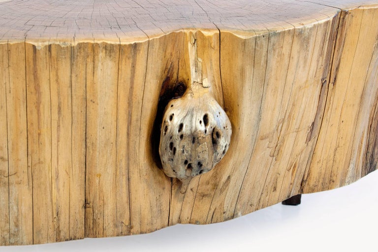 Cypress Tree-Trunk Coffee Table, circa 2000, France at 1stDibs