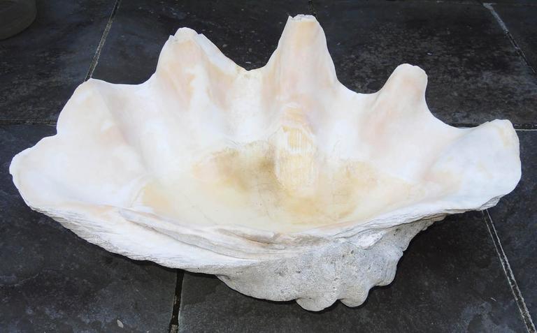 Giant Clam Shell from South Pacific For Sale at 1stdibs